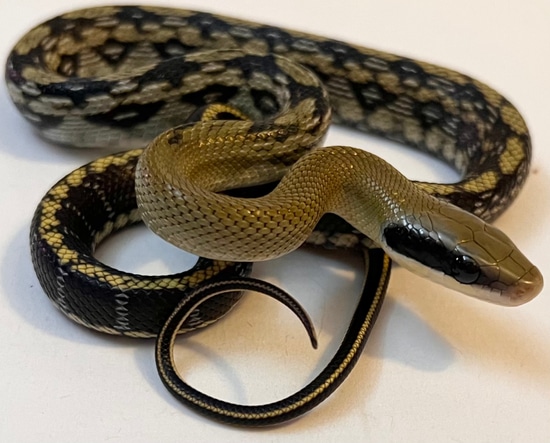Vietnamese Blue Beauty Beauty Rat Snake by Summer's Serpents