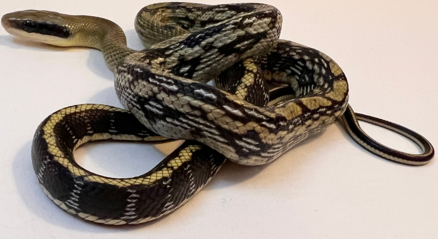 Vietnamese Blue Beauty Rat Snake by Summer's Serpents - MorphMarket