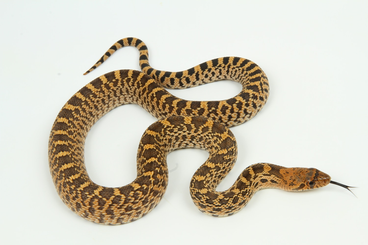Kingsville Red Bullsnake by Summer's Snakes - MorphMarket