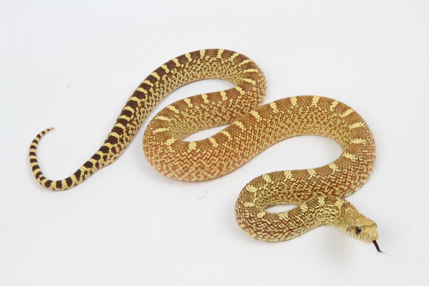 Hypo (Trumbower) Yellow Triple Het Whiteside, Albino, & Axanthic ...