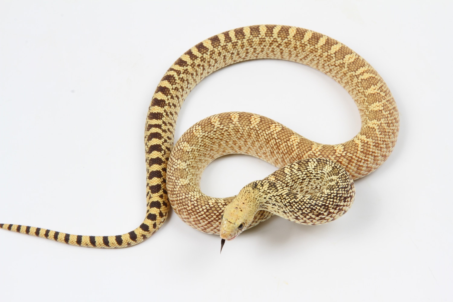 Hypo Yellow Het Whiteside Bullsnake by Summer's Snakes - MorphMarket
