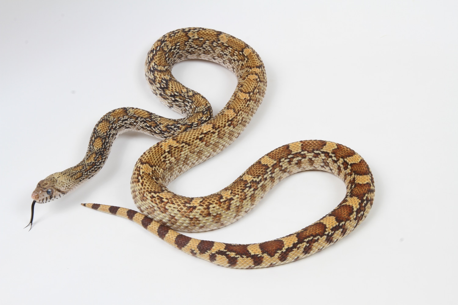 Christmas Mountain Sonoran Gopher Snake by Summer's Snakes - MorphMarket