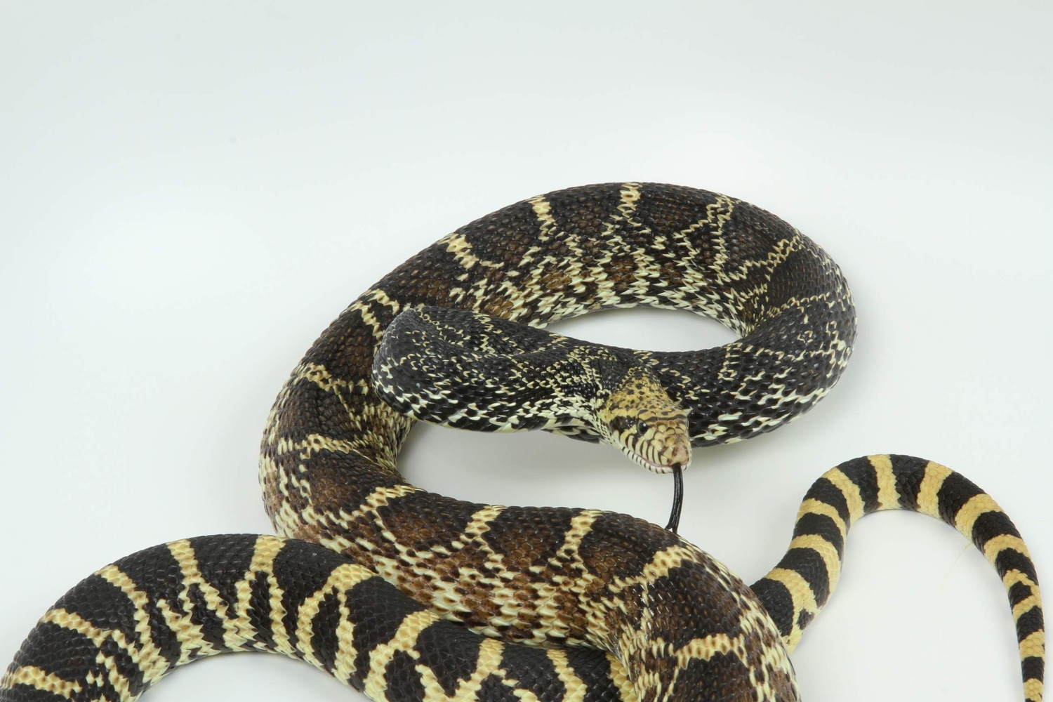 Summer's Snakes's Collection - MorphMarket