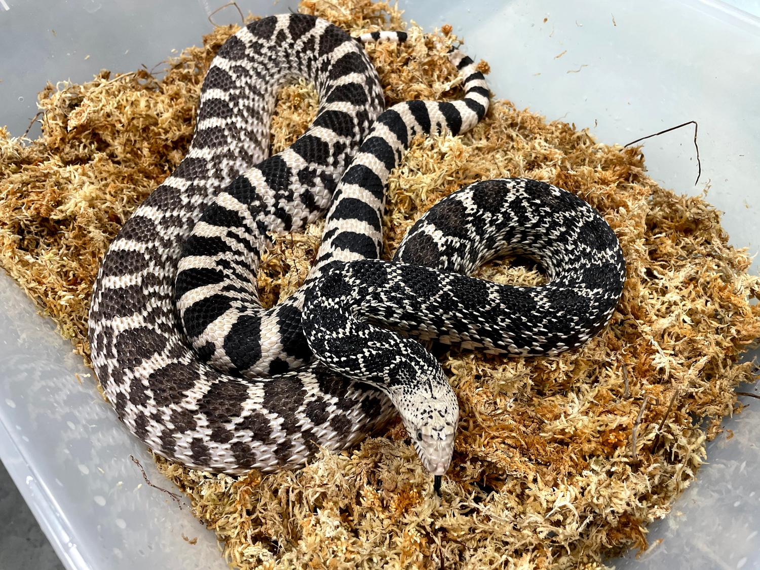 Axanthic Het Hypo Female (Miami/Stillwater) Bullsnake by Summer's ...