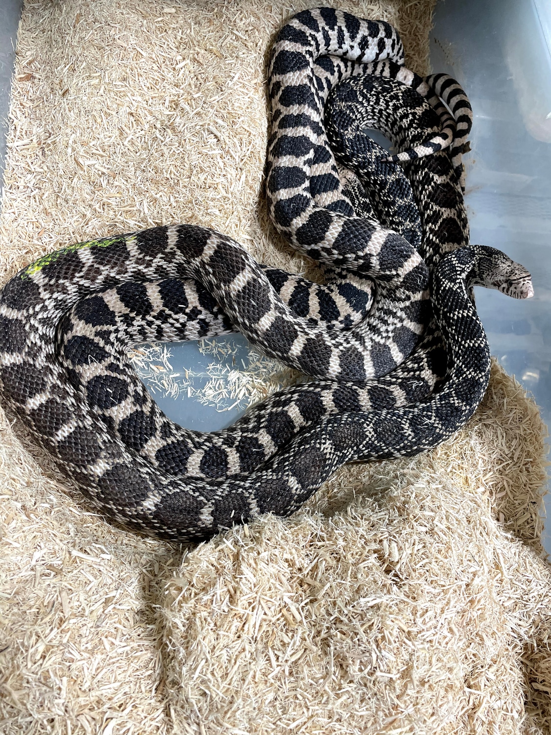 Axanthic Het Hypo Male (Miami/Stillwater) Bullsnake by Summer's Snakes ...