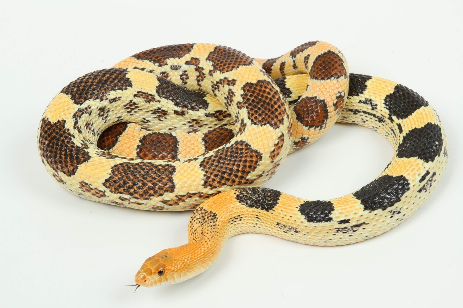 Northern Mexican Female (Deppei Jani) Pine Snake by Summer's Snakes ...