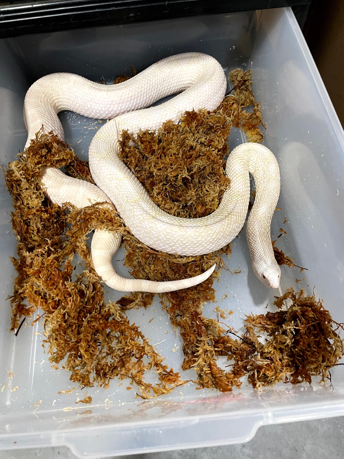 Hypo Snow Het Whiteside Female (Trumbower/Ballam) Bullsnake by Summer's ...