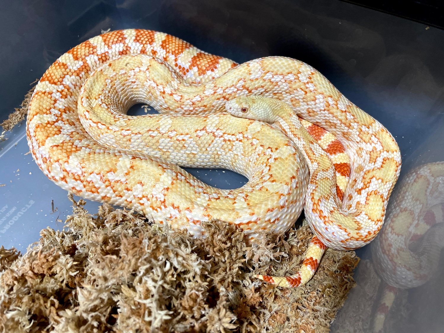 Albino Christmas Mountain Sonoran Female Gopher Snake by Summer's ...