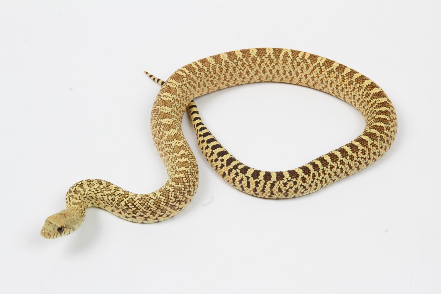 Hypo (Trumbower) Yellow Het Whiteside Bullsnake by Summer's Snakes ...