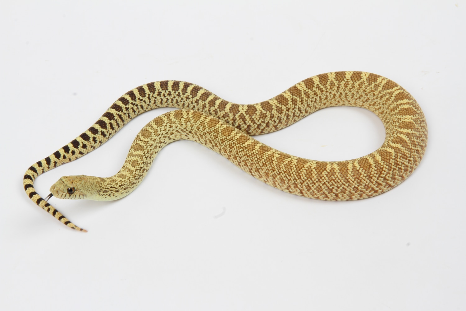 Hypo (Trumbower) Yellow Het Whiteside Bullsnake by Summer's Snakes ...