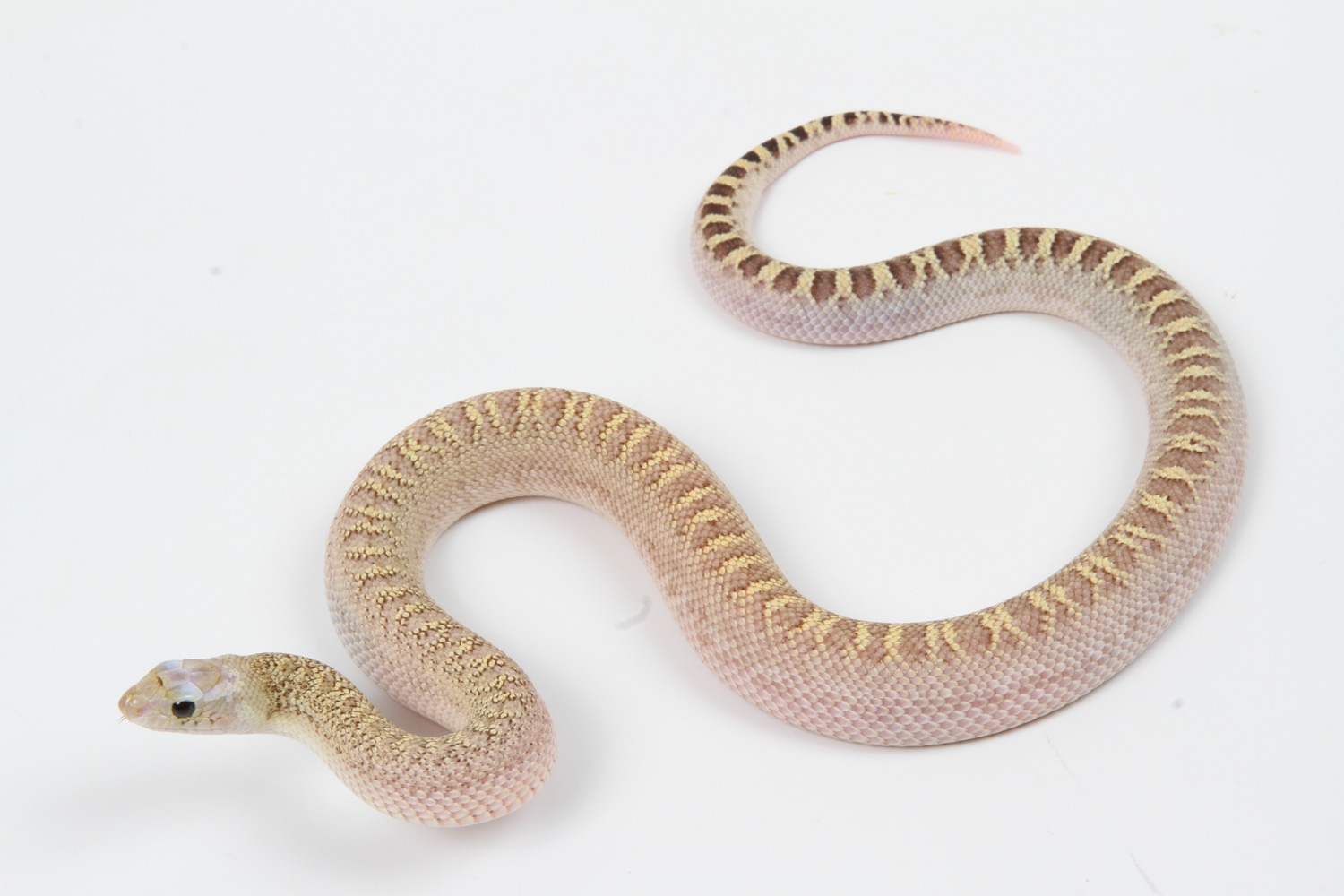 Hypo (Trumbower) Yellow Whiteside Bullsnake by Summer's Snakes ...