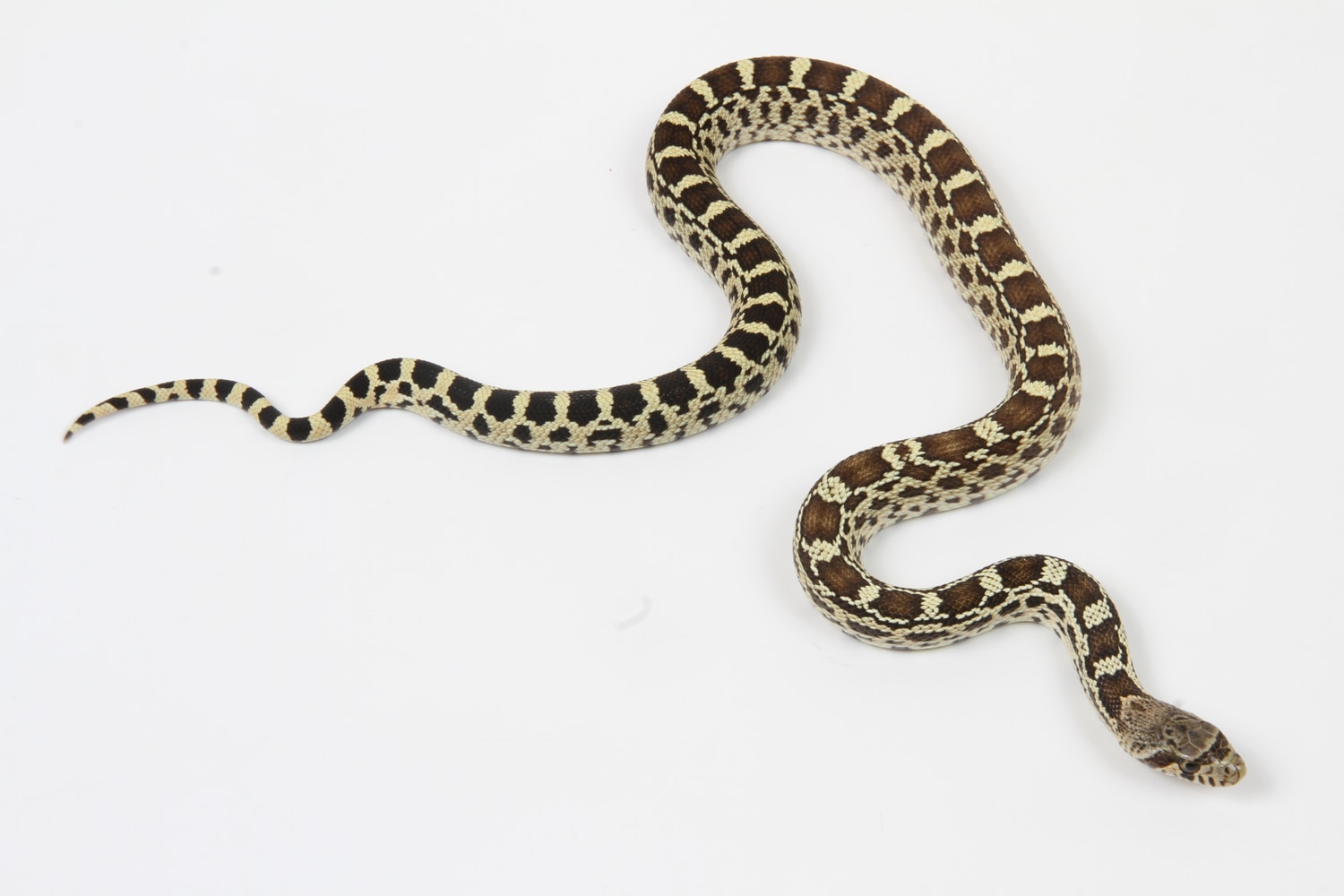 Triple Het Axanthic (Ballam) Whiteside Patternless Bullsnake by Summer ...