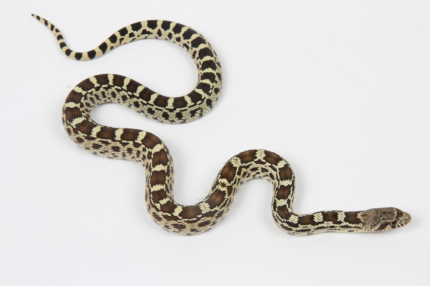 Triple Het Axanthic (Ballam) Whiteside Patternless Bullsnake by Summer ...