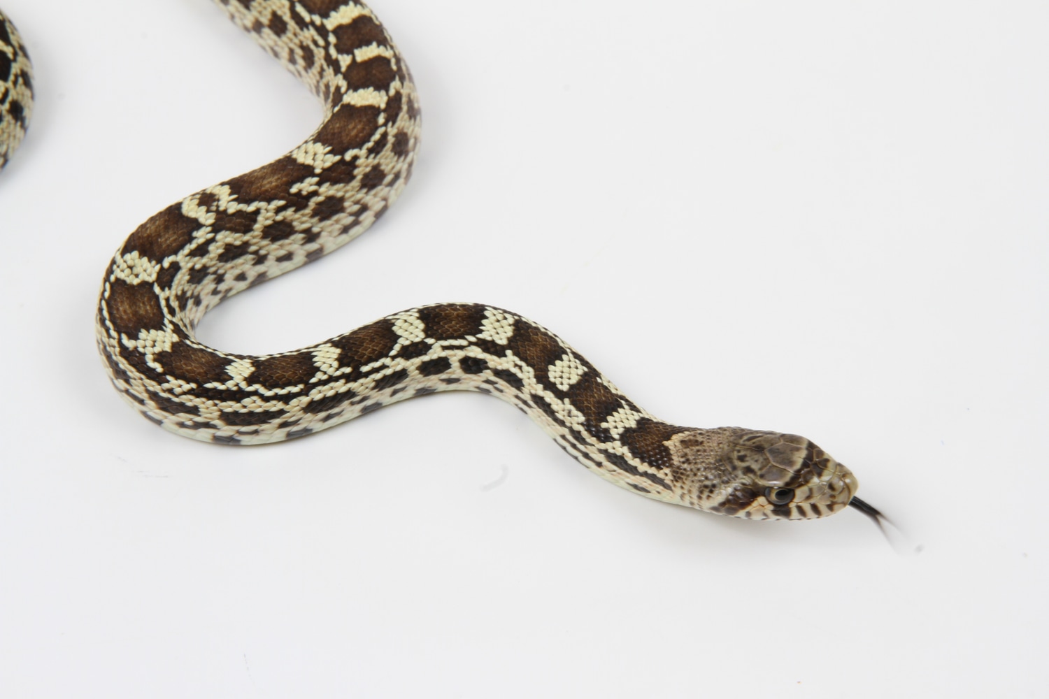 Triple Het Axanthic (Ballam) Whiteside Patternless Bullsnake by Summer ...