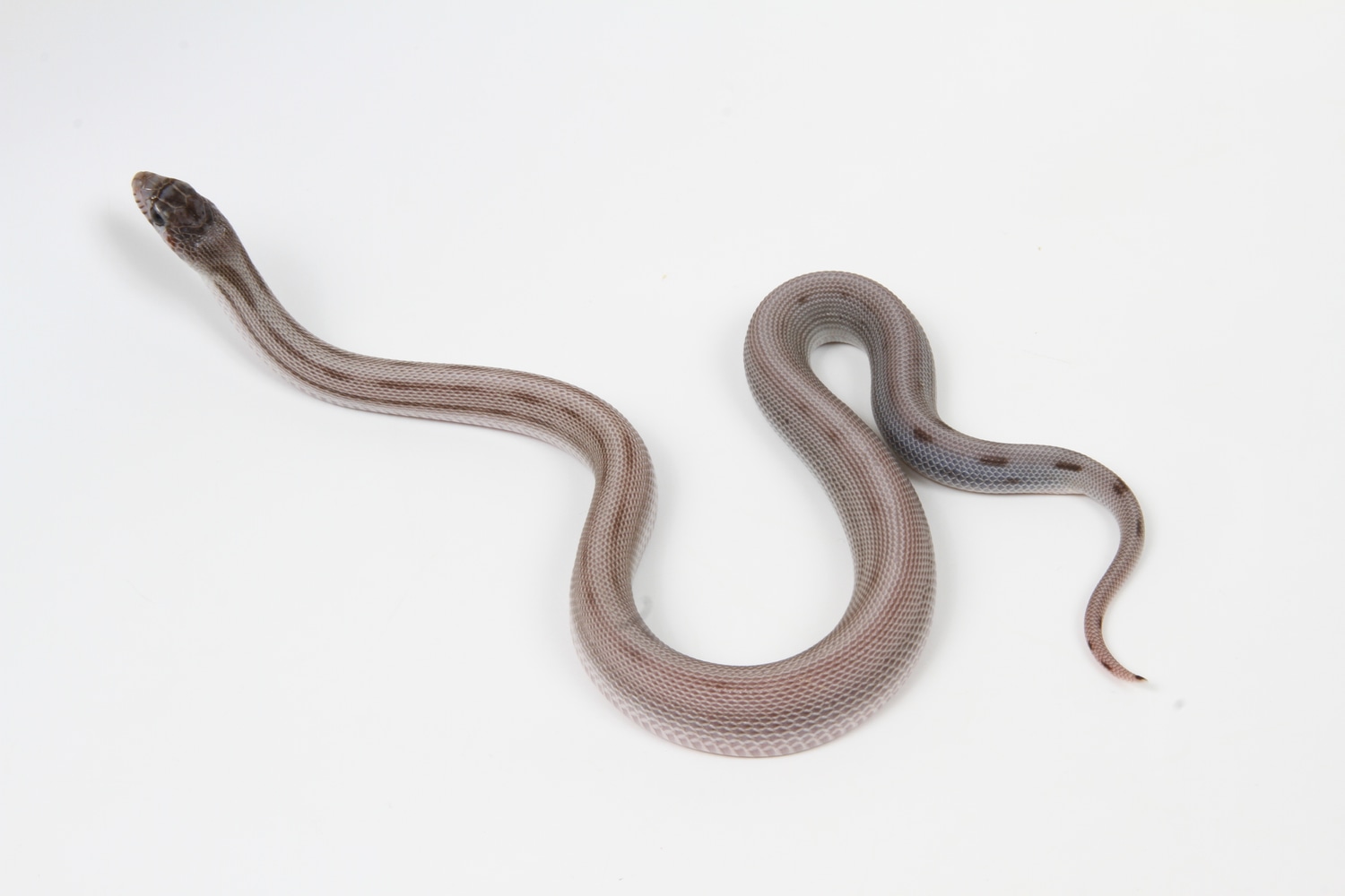 Axanthic (Ballam) Patternless Het Whiteside Bullsnake by Summer's ...