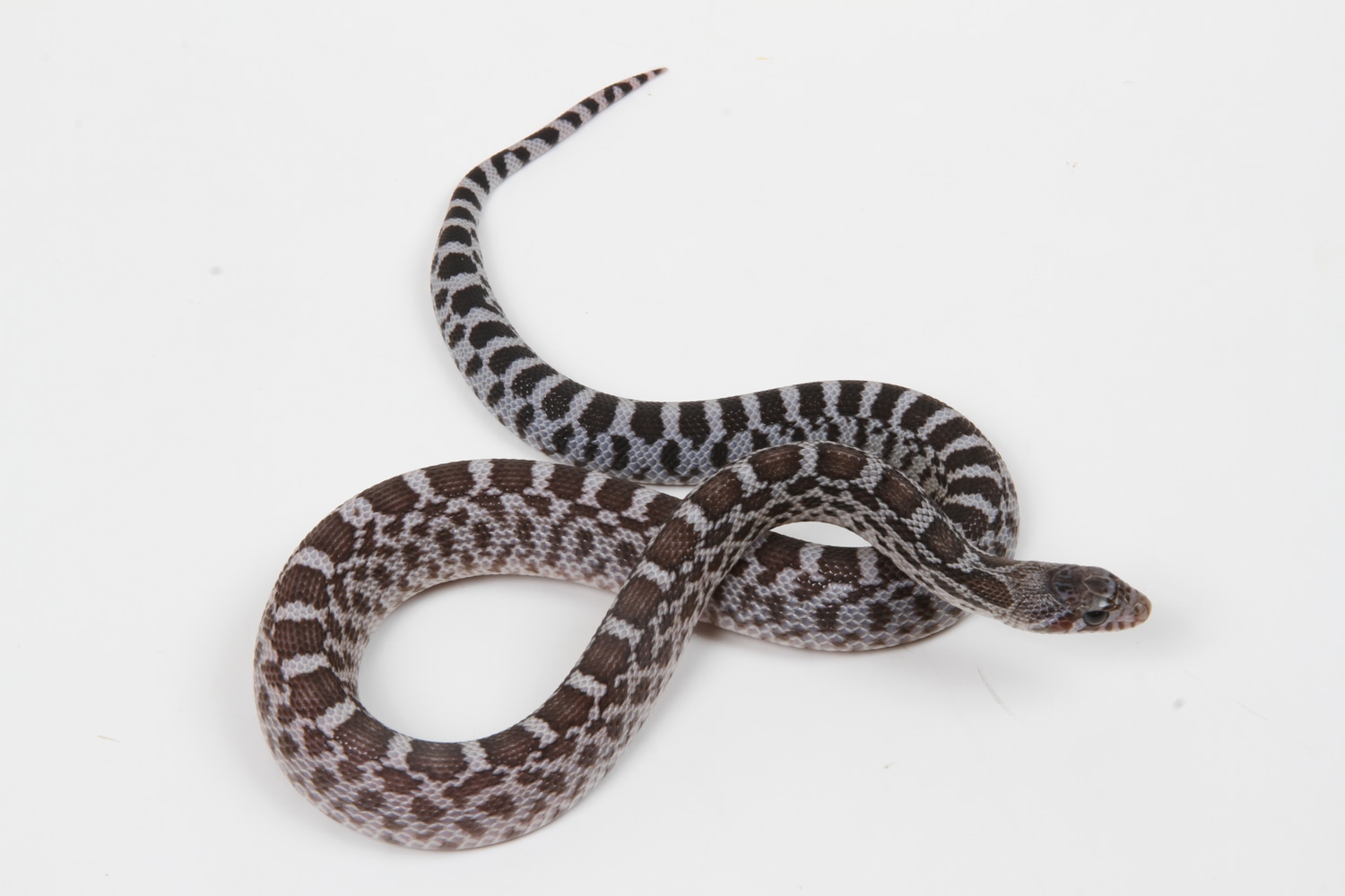 Axanthic (Ballam) DBH Whiteside Patternless Bullsnake by Summer's ...