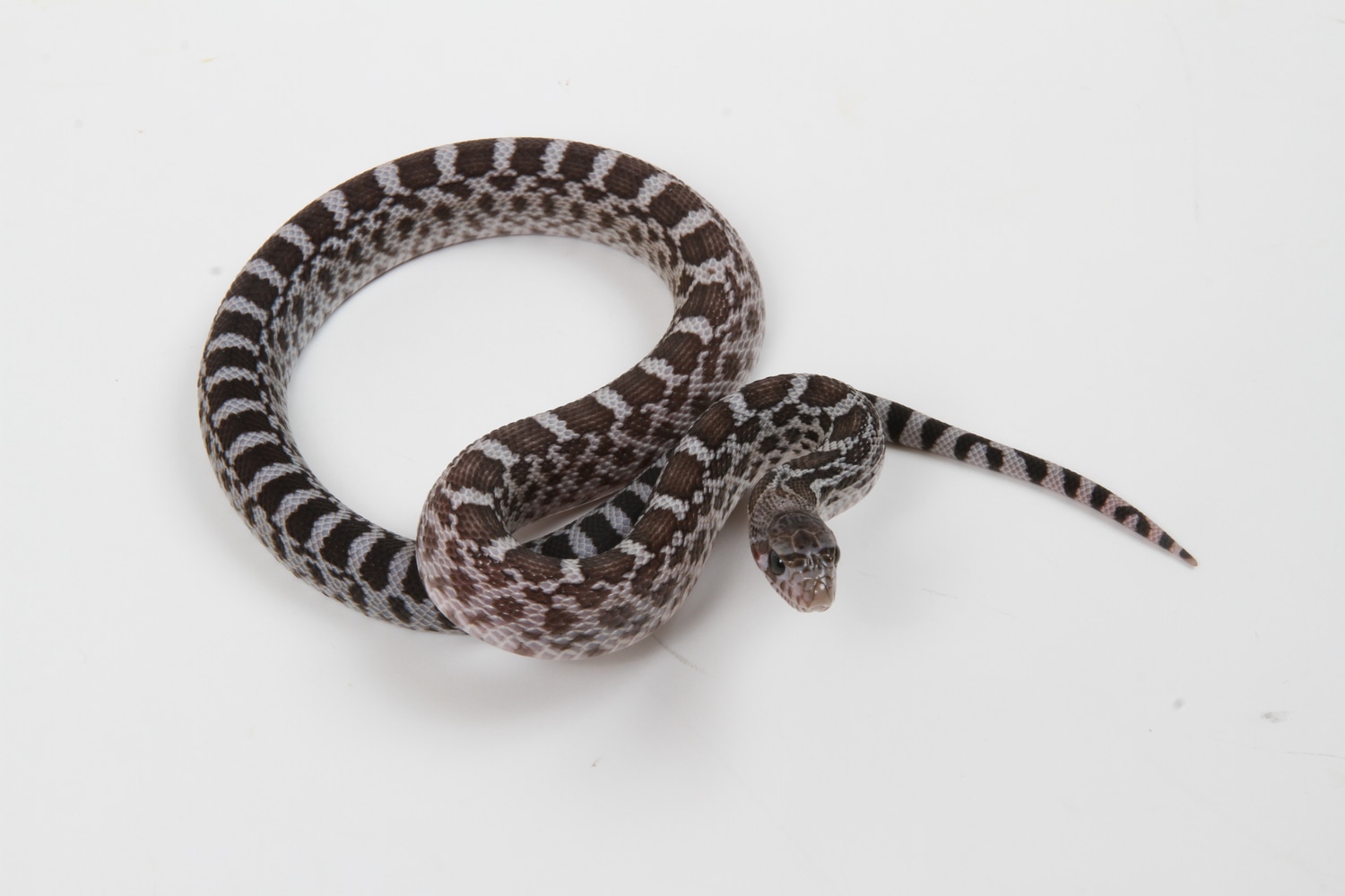 Axanthic (Ballam) DBH Whiteside Patternless Bullsnake by Summer's ...