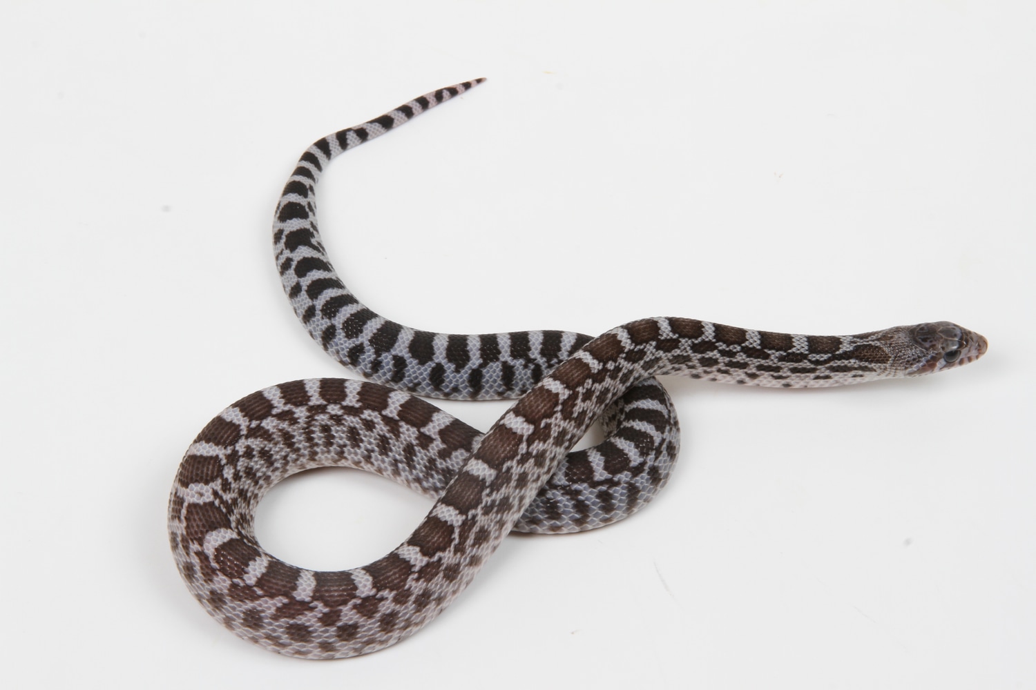 Axanthic (Ballam) DBH Whiteside Patternless Bullsnake by Summer's ...