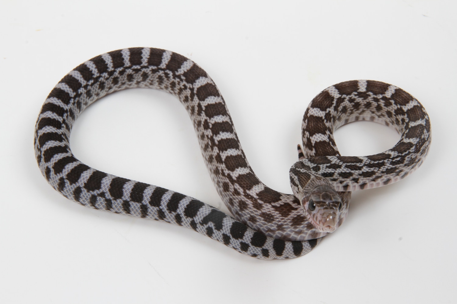 Axanthic (Ballam) DBH Whiteside Patternless Bullsnake by Summer's ...