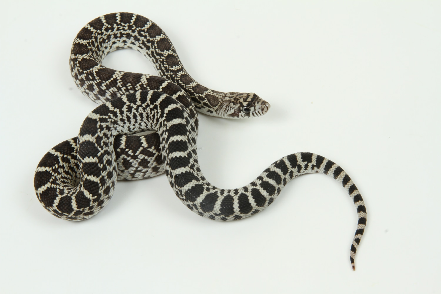 Axanthic (Miami) 66% PH Hypo (Stillwater) Bullsnake by Summer's Snakes ...