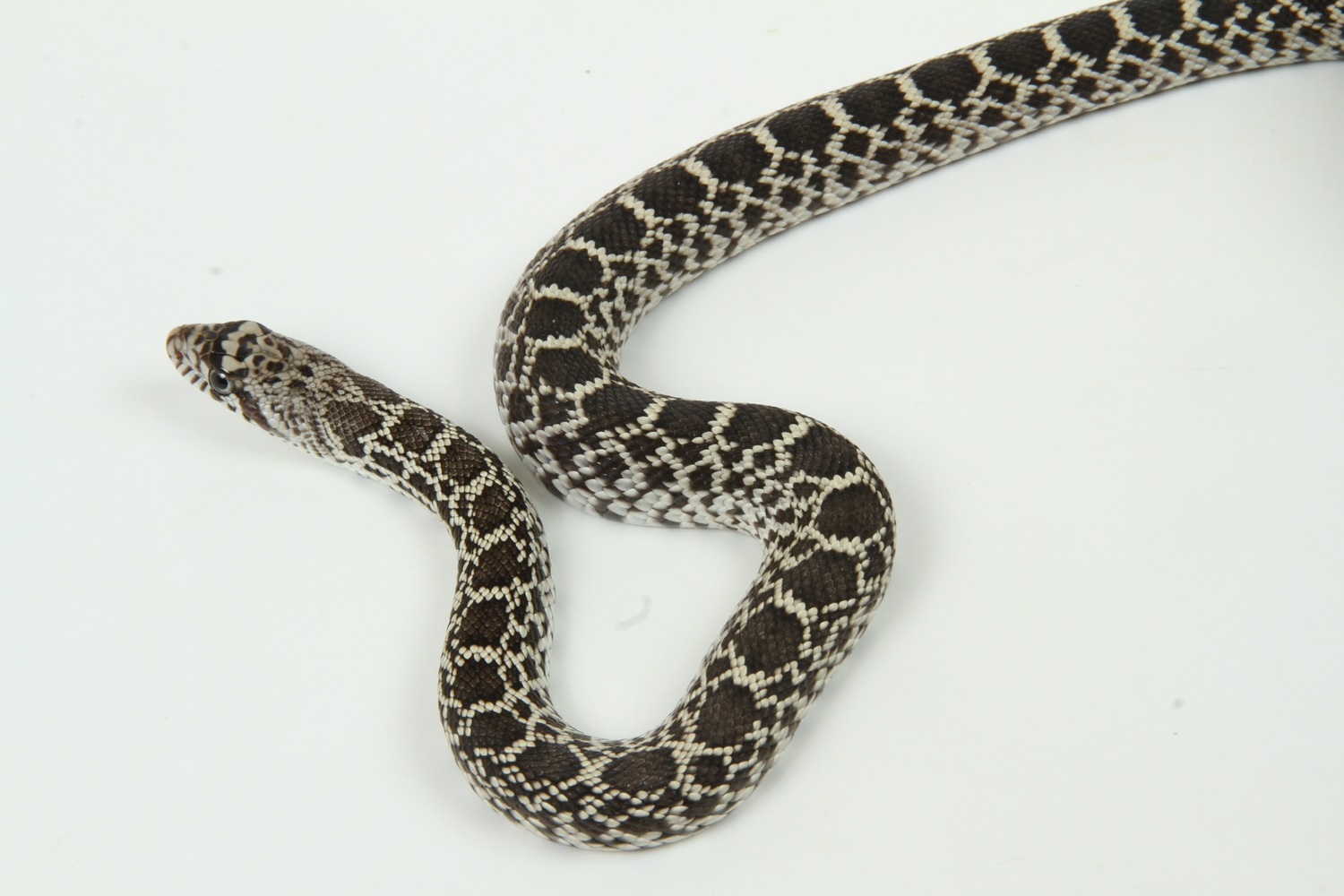Axanthic (Miami) 66% PH Hypo (Stillwater) Bullsnake by Summer's Snakes ...