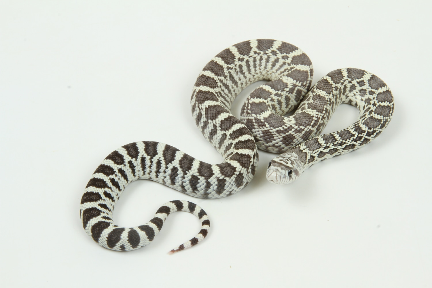 Ghost (Miami/Stillwater) Bullsnake by Summer's Snakes - MorphMarket