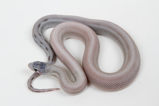Axanthic (Ballam) Patternless Het WS Bullsnake by Summer's Snakes