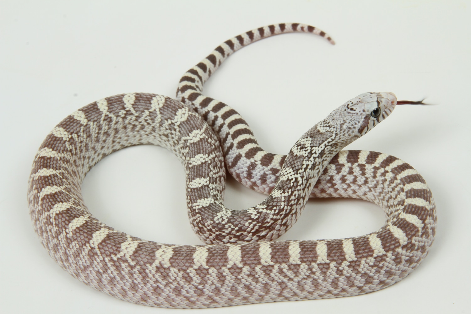 Ghost (Trumbower/Ballam) Het Albino 66% PH Whiteside Bullsnake by ...