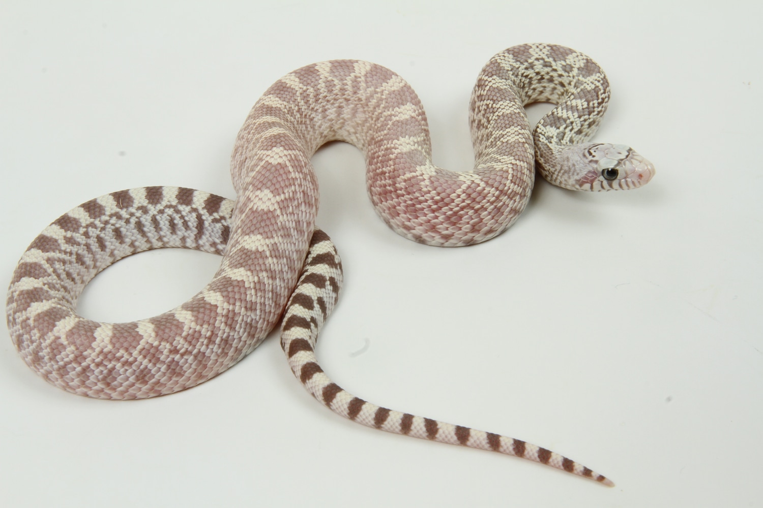 Ghost (Trumbower/Ballam) Het Albino 66% PH Whiteside Bullsnake by ...