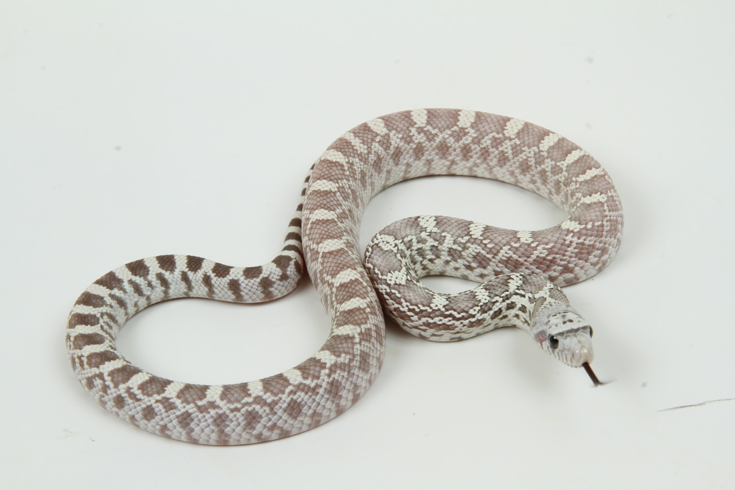 Ghost (Trumbower/Ballam) Het Albino 66% PH Whiteside Bullsnake by ...