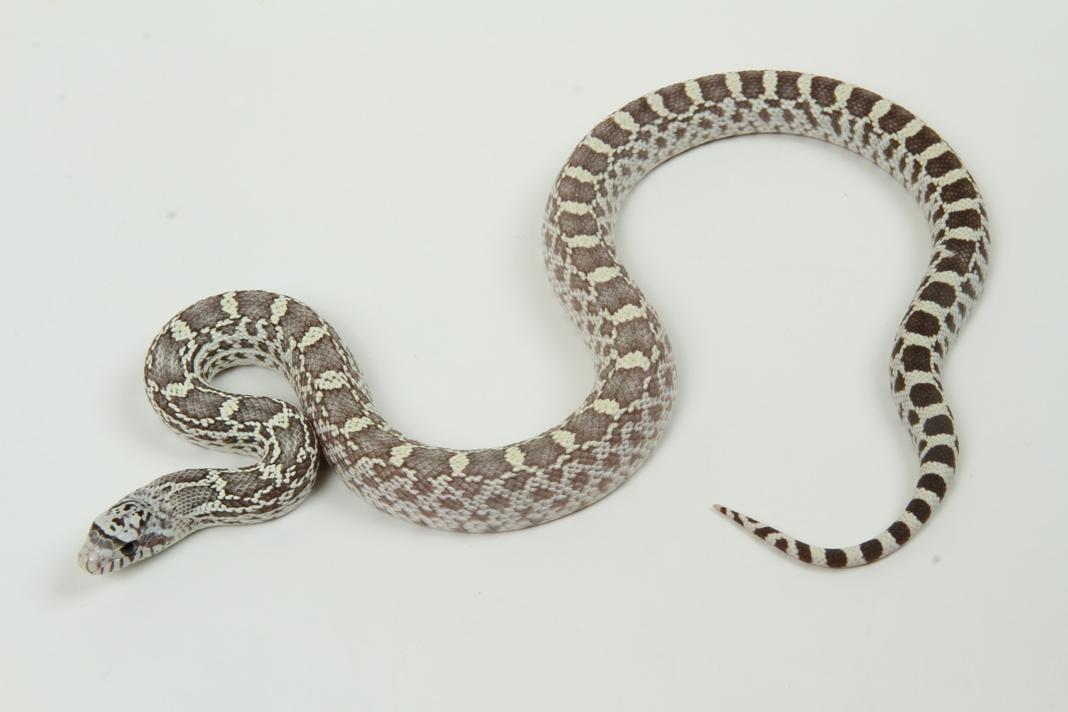 Ghost (Trumbower/Ballam) Het Albino 66% PH Whiteside Bullsnake by ...