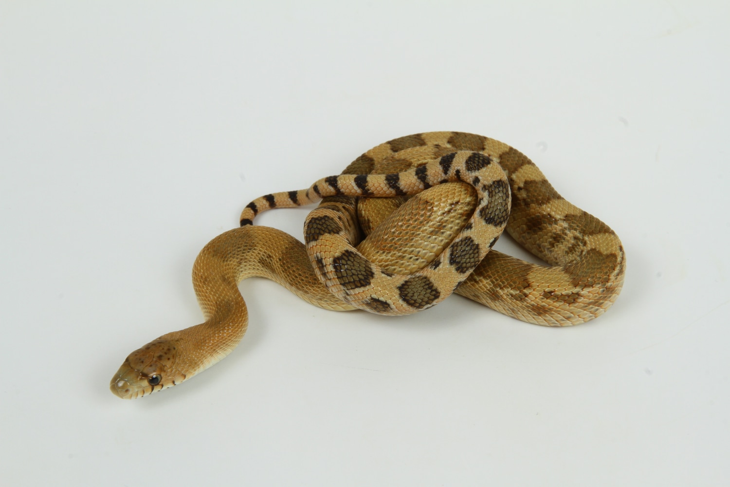 Northern Mexican (Deppei Jani) Pine Snake by Summer's Snakes - MorphMarket
