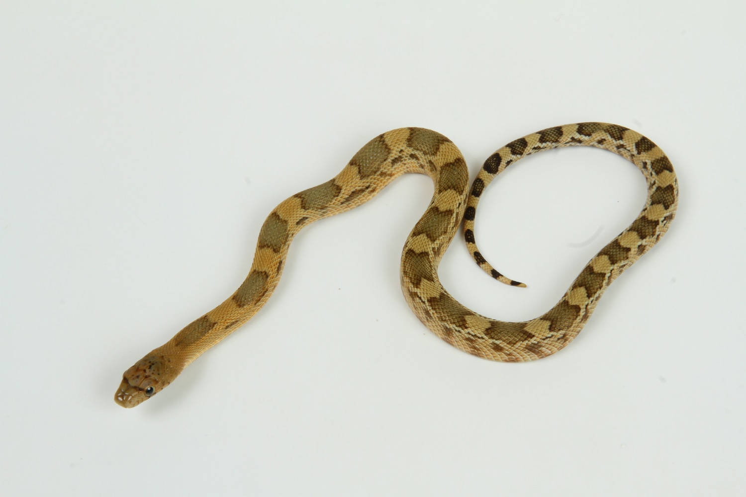 Northern Mexican (Deppei Jani) Pine Snake by Summer's Snakes - MorphMarket