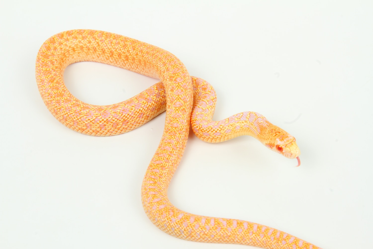 Bechtel Albino Gopher Snake by Summer's Snakes - MorphMarket