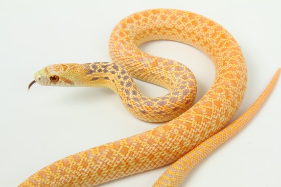 Dyer Albino Gopher Snake by Summer's Snakes