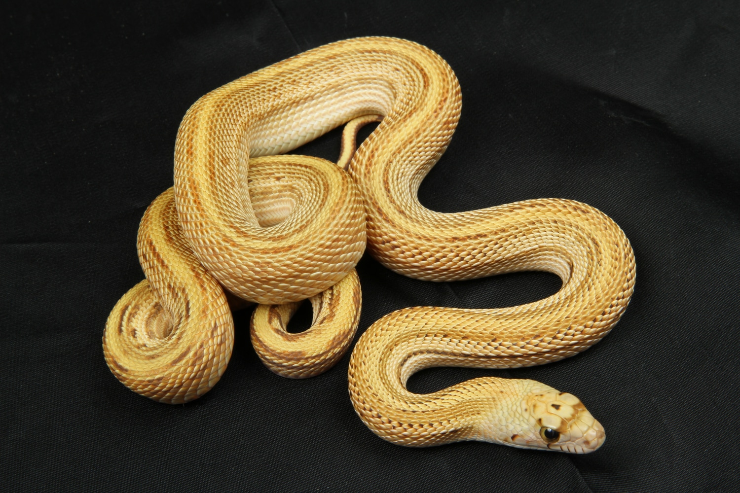 Lajitas Patternless Sonoran Gopher Snake by Summer's Snakes - MorphMarket