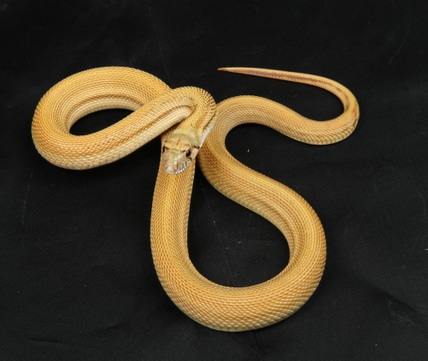 Albino Christmas Mountain Sonoran Gopher Snake by Summer's Snakes ...