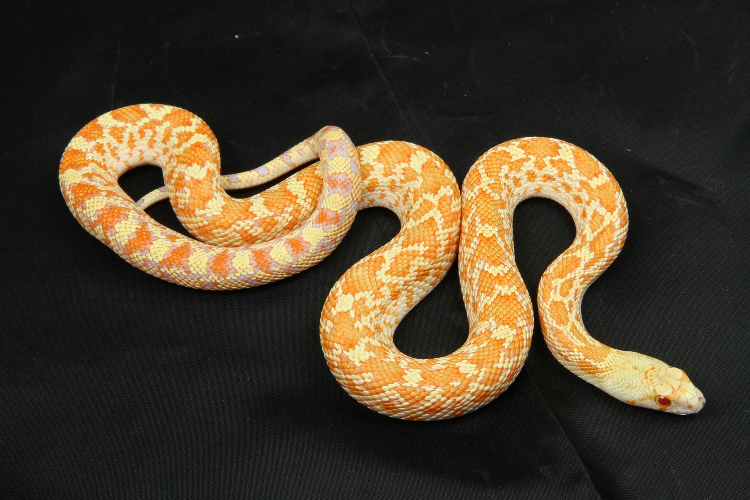 Albino Christmas Mountain Sonoran Gopher Snake by Summer's Snakes ...