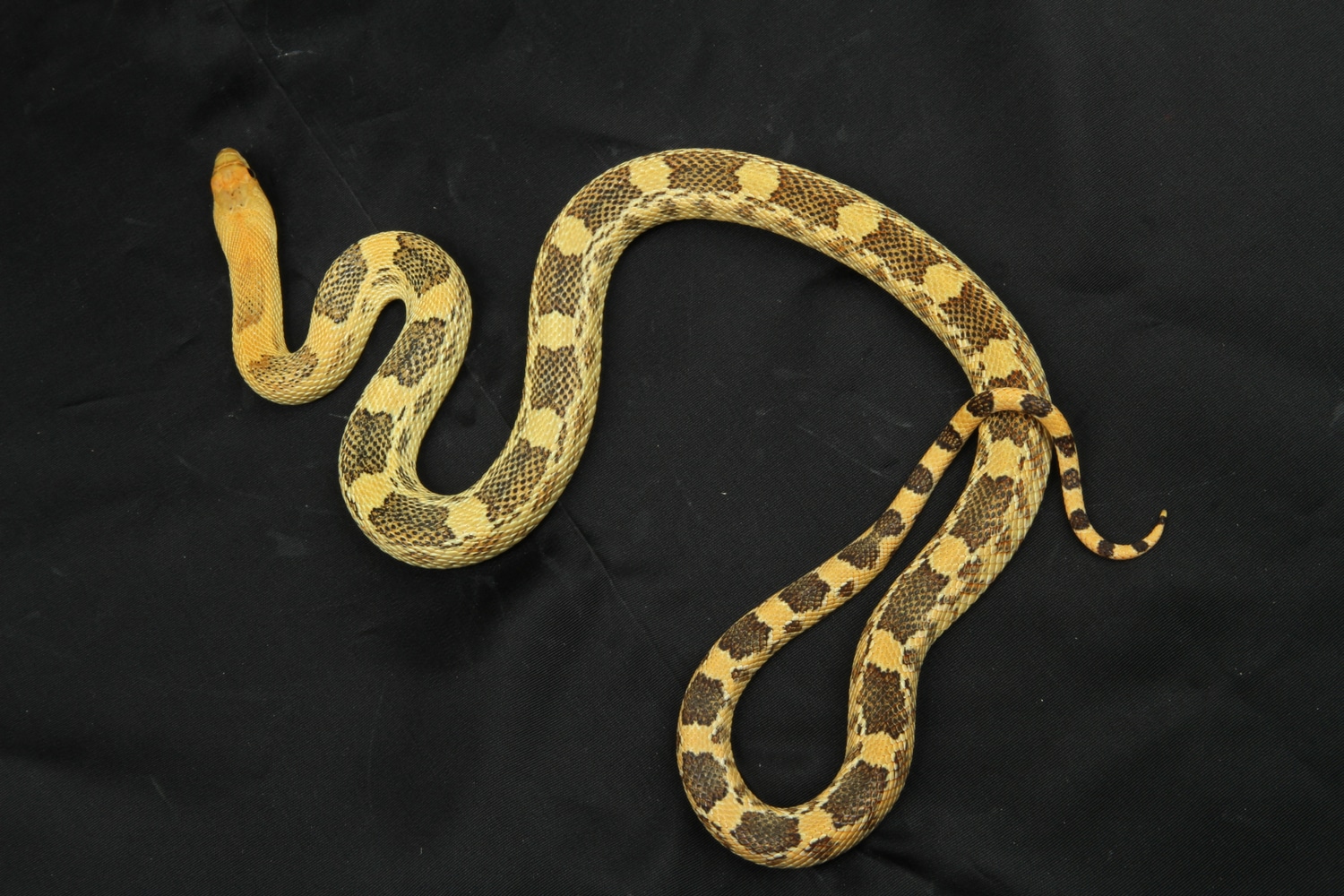 Northern Mexican (Deppei Jani) Pine Snake by Summer's Snakes - MorphMarket