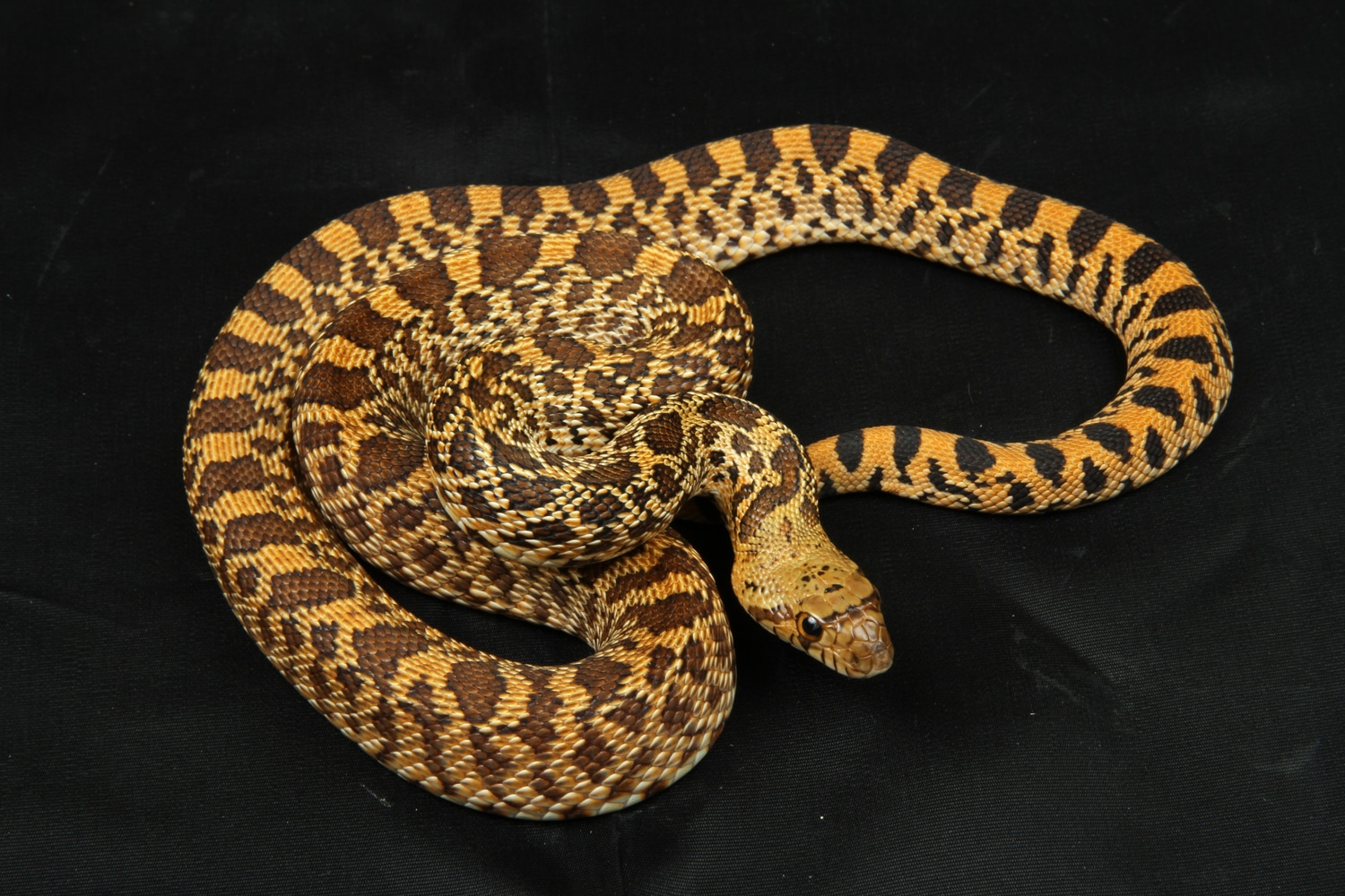 Kingsville Red Bullsnake by Summer's Snakes - MorphMarket