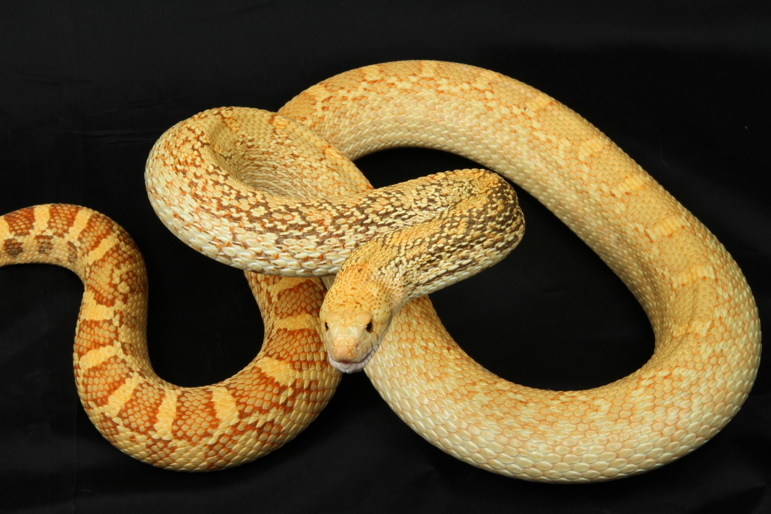 Hypo (Trum) Het Albino PH Whiteside Axanthic (Ball) Patternless ...