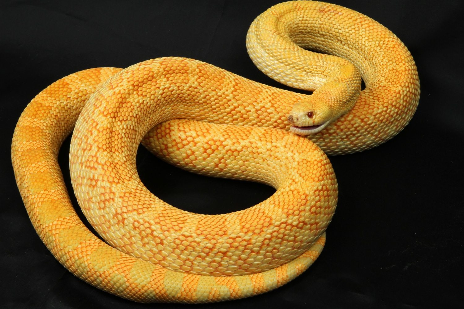 Hypo (Trum) Albino PH Whiteside Axanthic (Ball) Patternless Bullsnake ...
