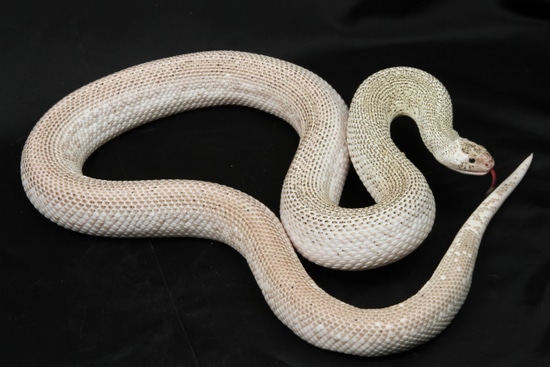 Axanthic Patternless Whiteside Het Albino Bullsnake by Summer's Snakes