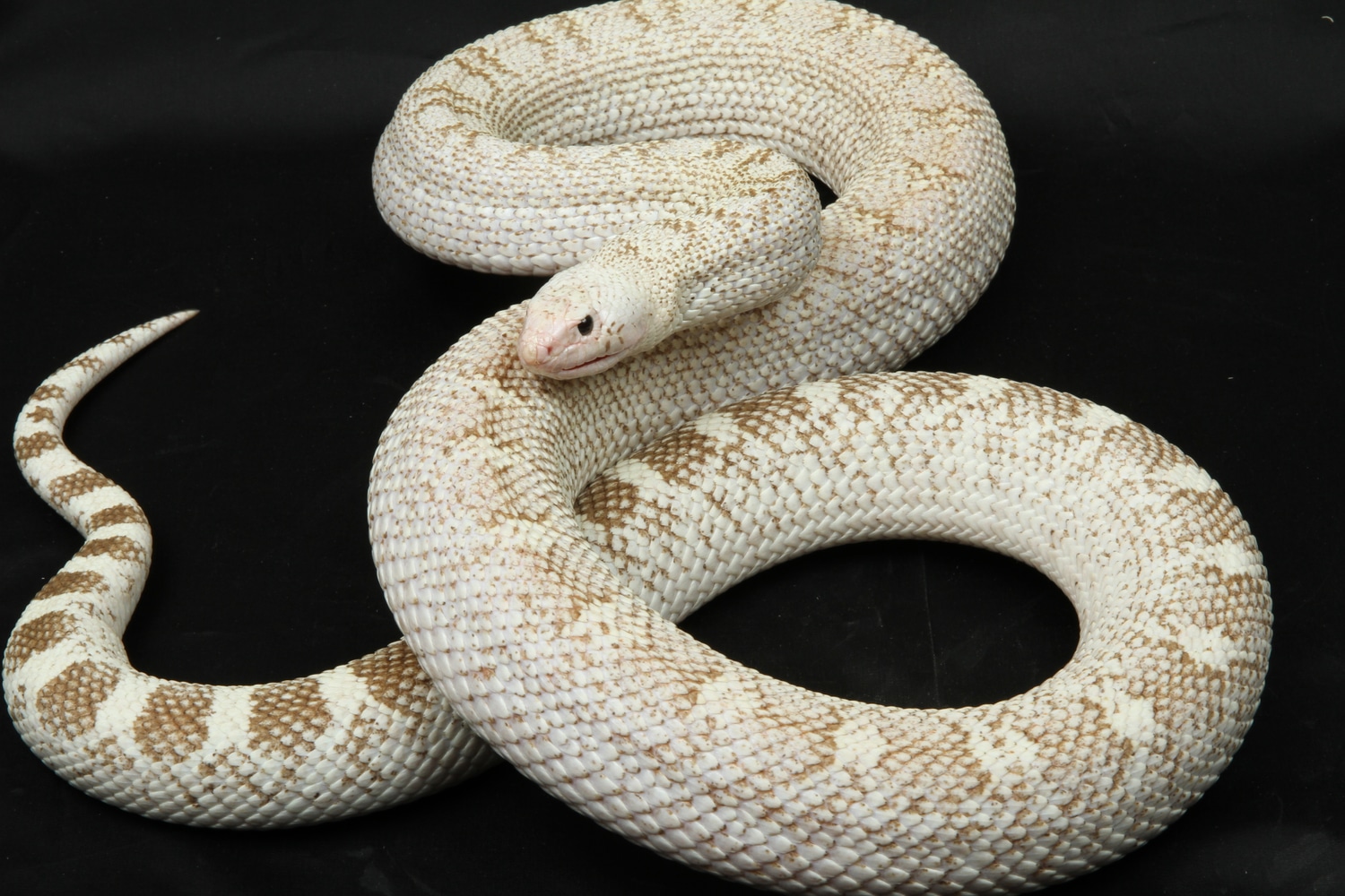 Hypo (Trum) Whiteside DH Albino Patternless PH Axanthic (Ball ...