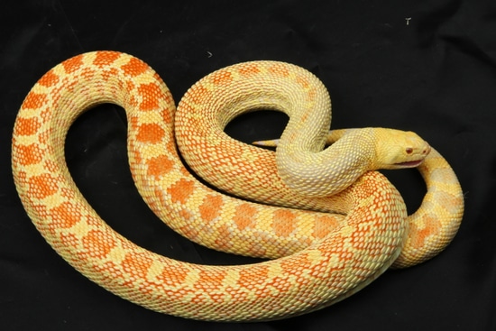 Albino TH Patternless Axanthic (B) Hypo (T) PH Whiteside Bullsnake by ...