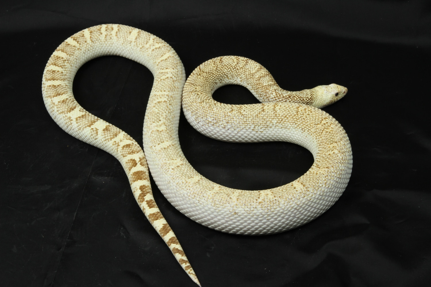 Hypo (SW) Whiteside Het Albino Patternless PH Axanthic Bullsnake by ...