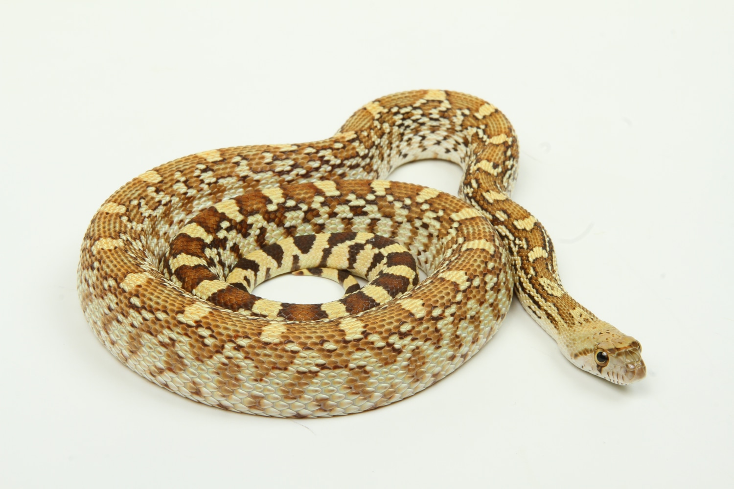 Het Albino Christmas Mountain Sonoran Gopher Snake by Summer's Snakes ...