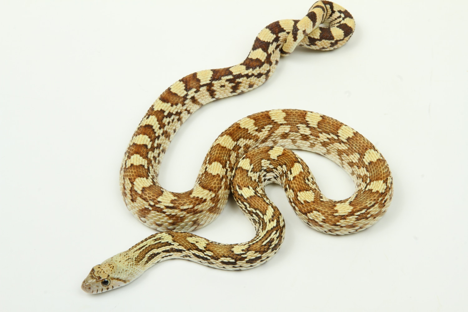 Het Albino Christmas Mountain Sonoran Gopher Snake by Summer's Snakes ...