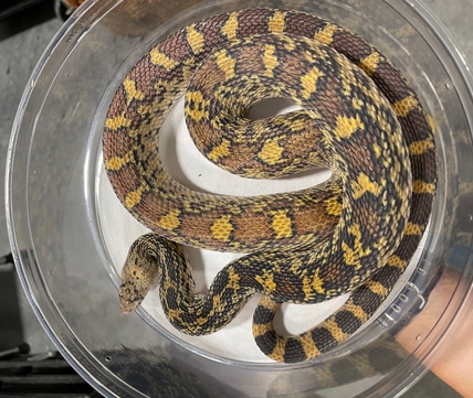 Albino Christmas Mountain Sonoran Gopher Snake by Summer's Snakes ...