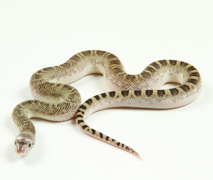 Red Hypo (Hannum Line) 66% PH Albino 50% PH Whiteside Bullsnake by ...